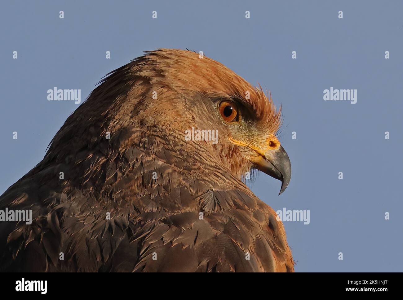 Savanna hawk hi-res stock photography and images - Alamy