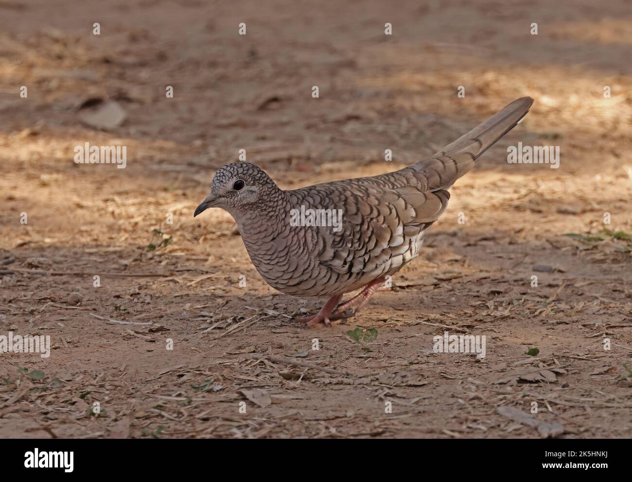Scaled Dove (Columbina squammata squammata) adult foraging on the ...
