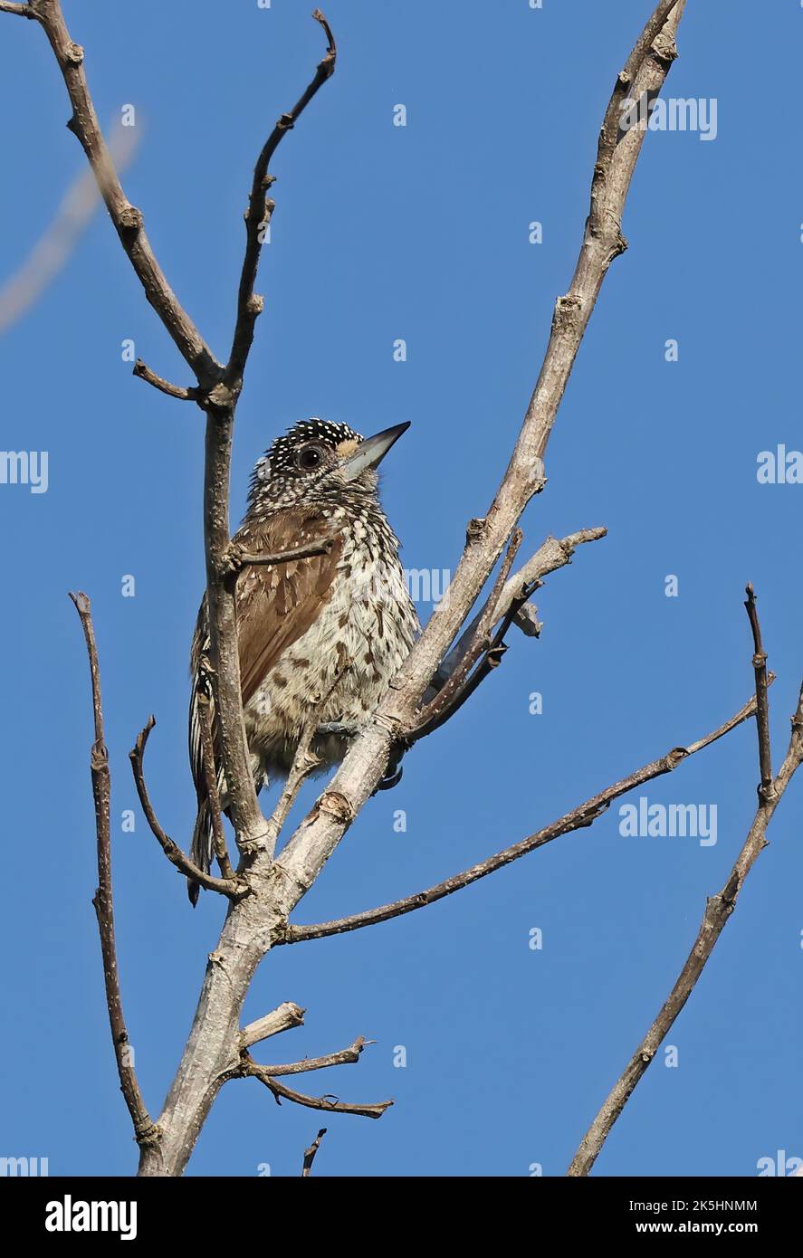 White-wedged Piculet (Picumnus albosquamatus) adult female perched in ...