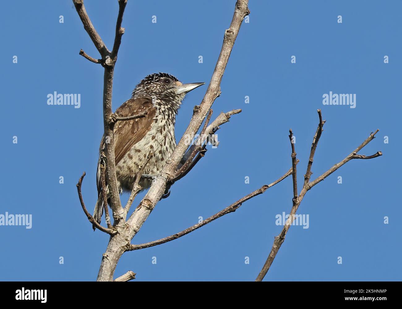 White-wedged Piculet (Picumnus albosquamatus) adult female perched in ...