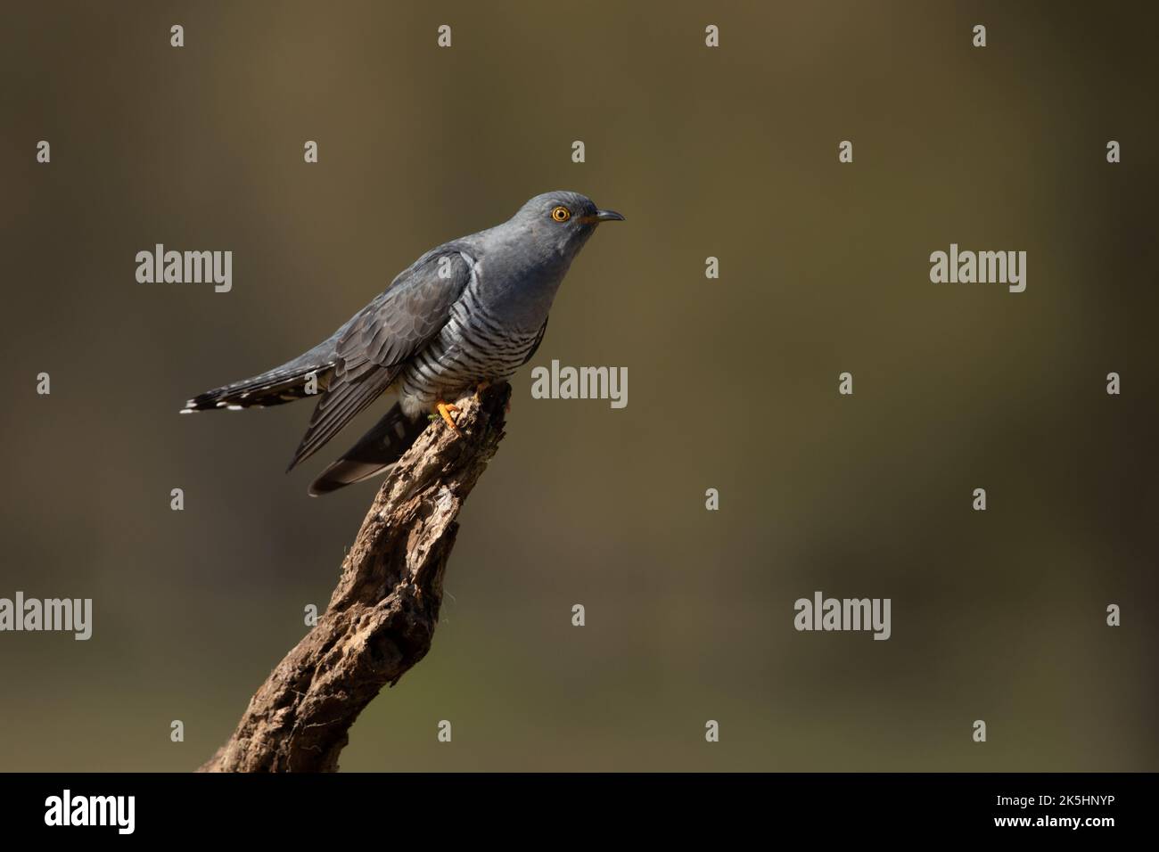 Common cuckoo, Cuculus canorus Stock Photo - Alamy
