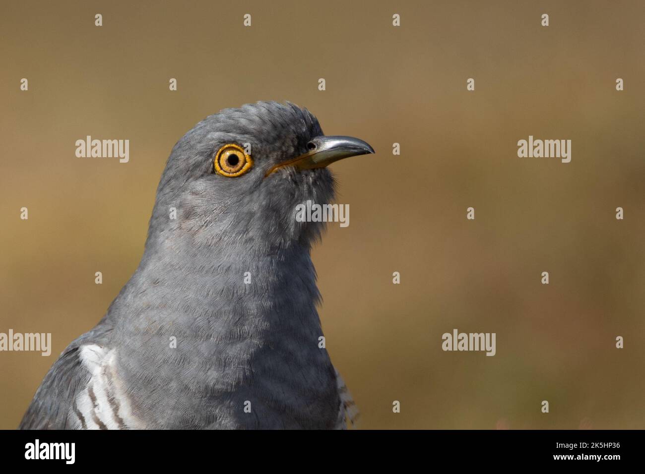 Common cuckoo, Cuculus canorus Stock Photo - Alamy