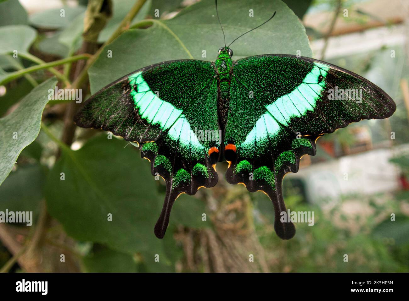 Close-up of an emerald swallowtail butterfly on a plant, Malaysia Stock ...