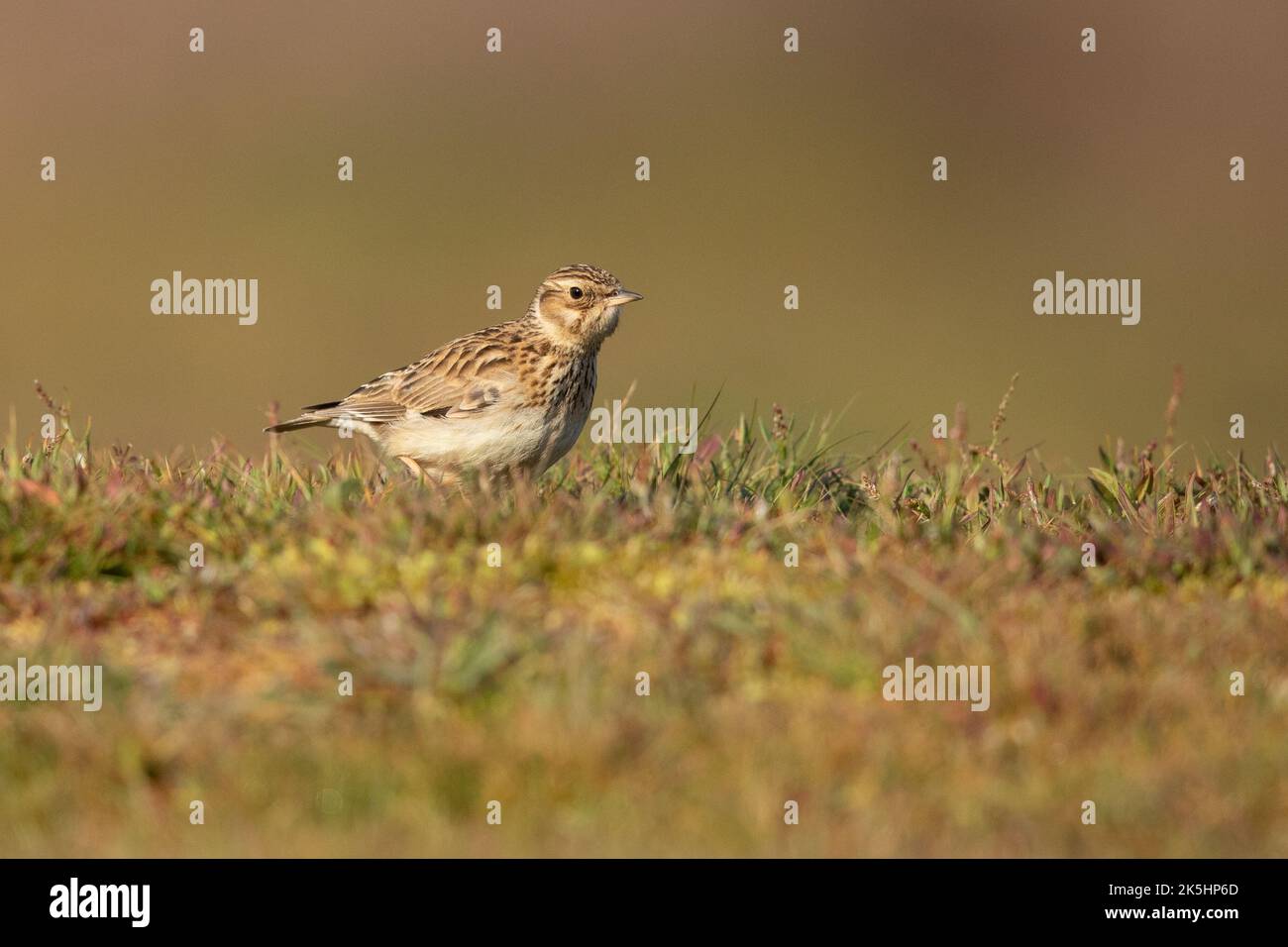 Woodlark, Lullula arborea, Thursley Common, Wood lark Stock Photo - Alamy