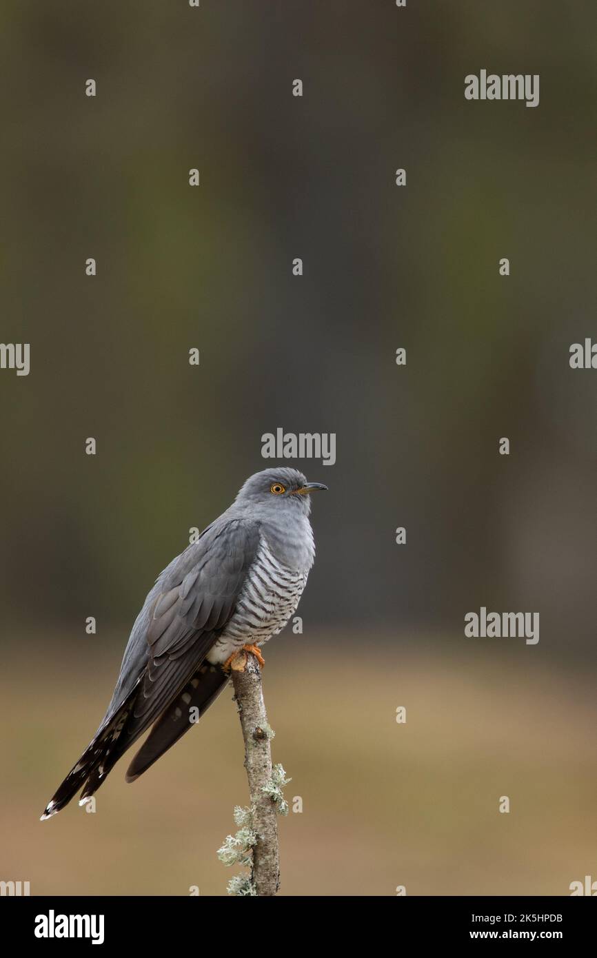 Common cuckoo, Cuculus canorus Stock Photo - Alamy