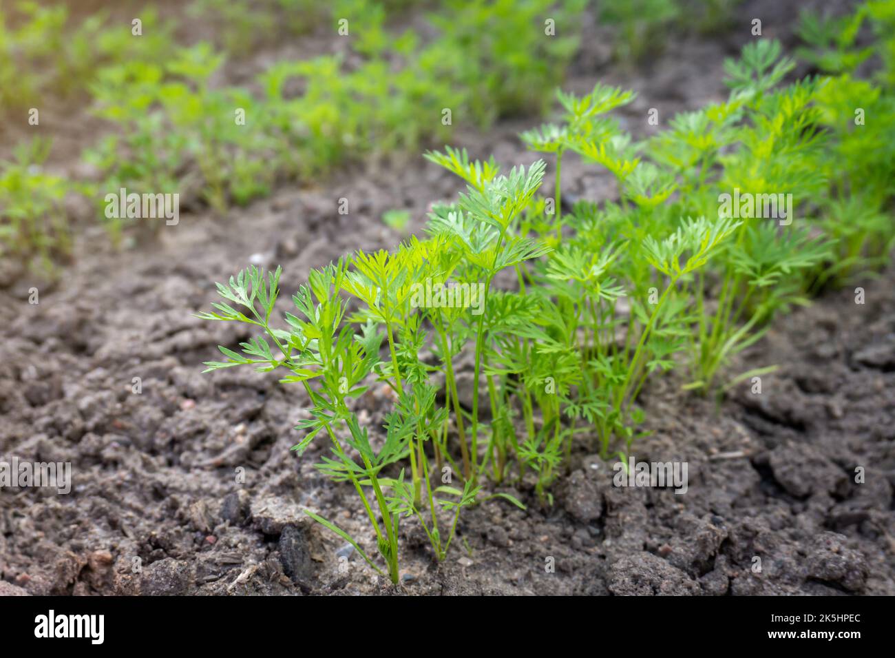 Stem in soil hi-res stock photography and images - Alamy