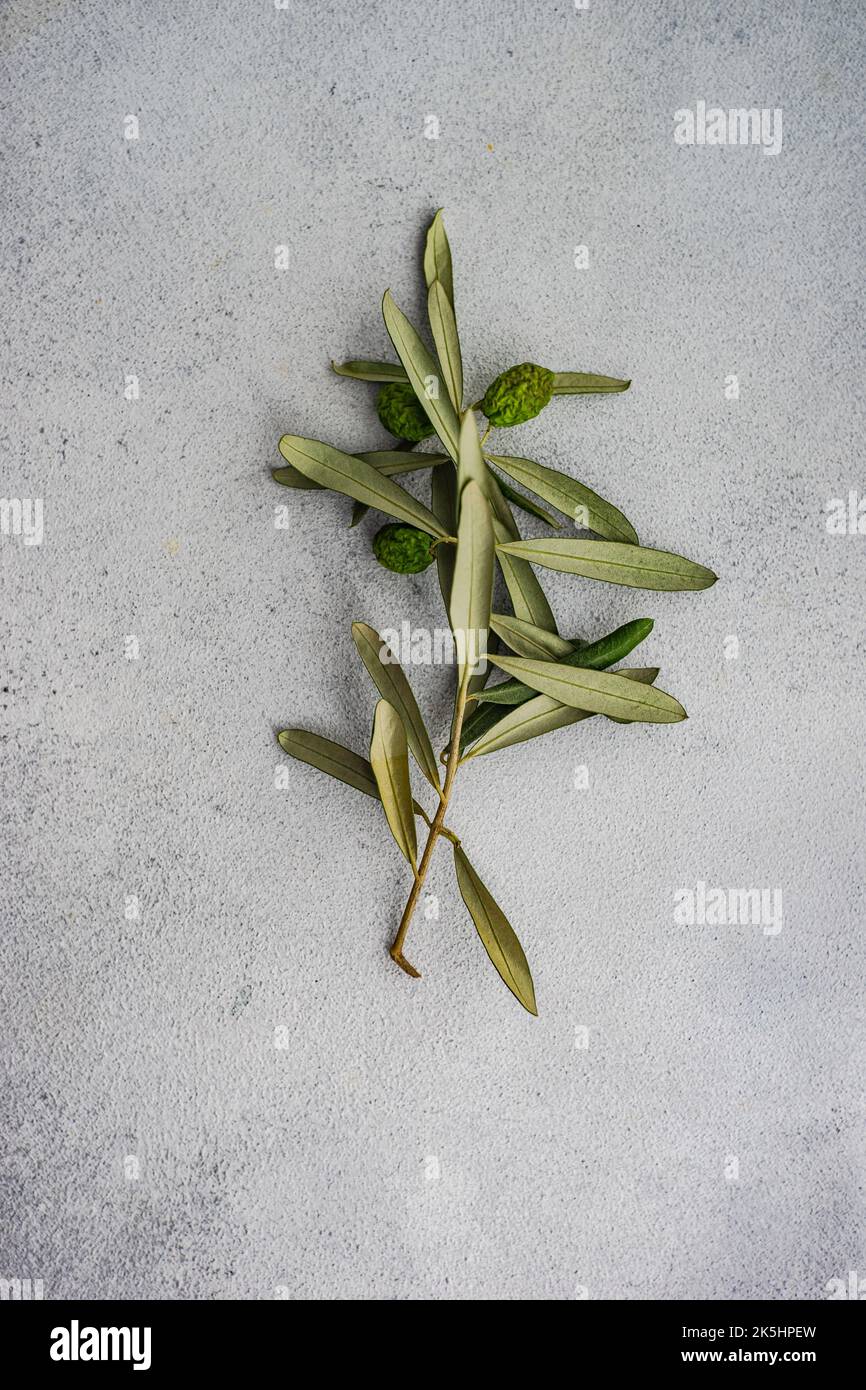 Overhead view of an olive branch with fresh olives Stock Photo - Alamy