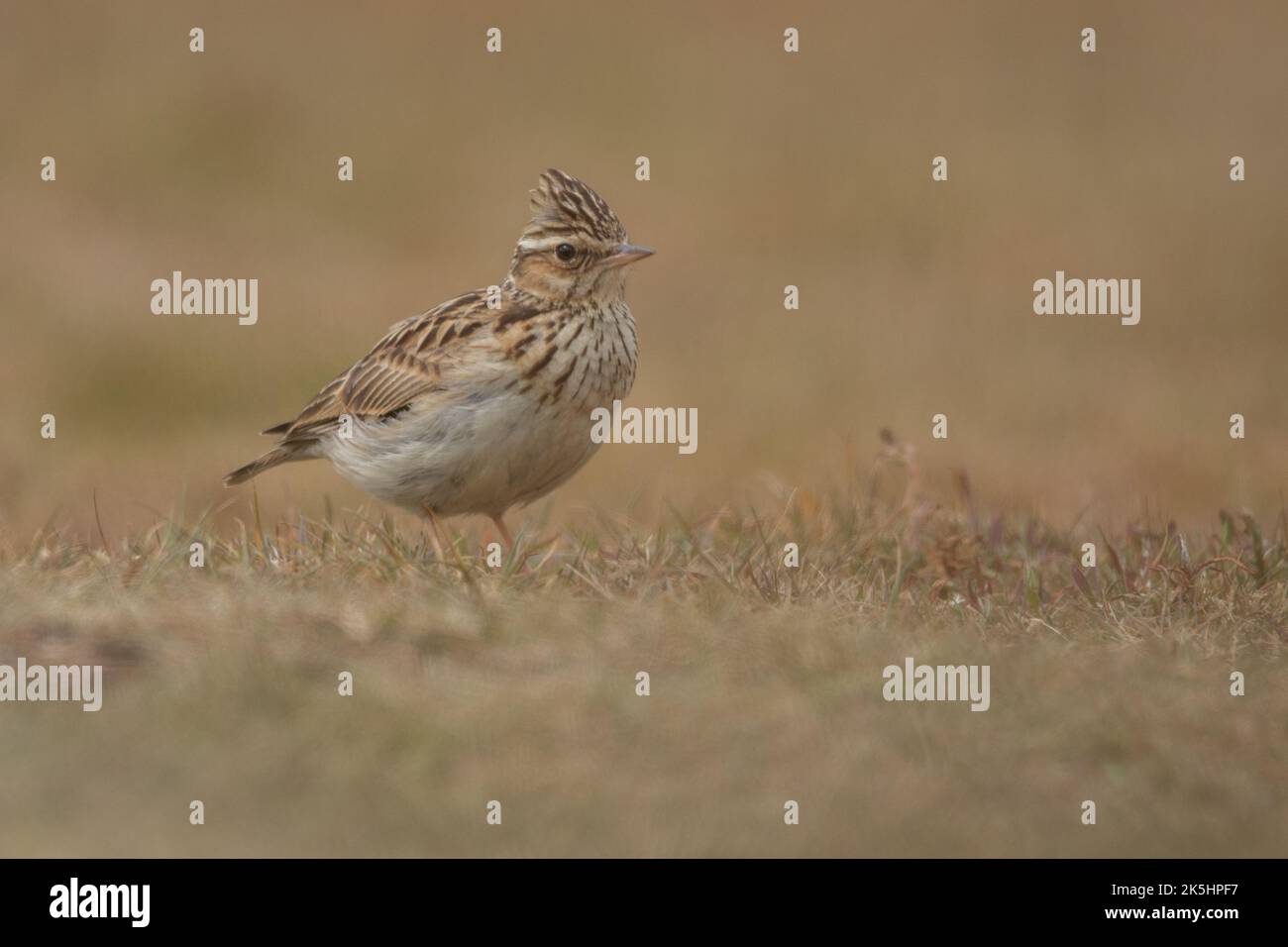 Woodlark, Lullula arborea, Thursley Common, Wood lark Stock Photo - Alamy
