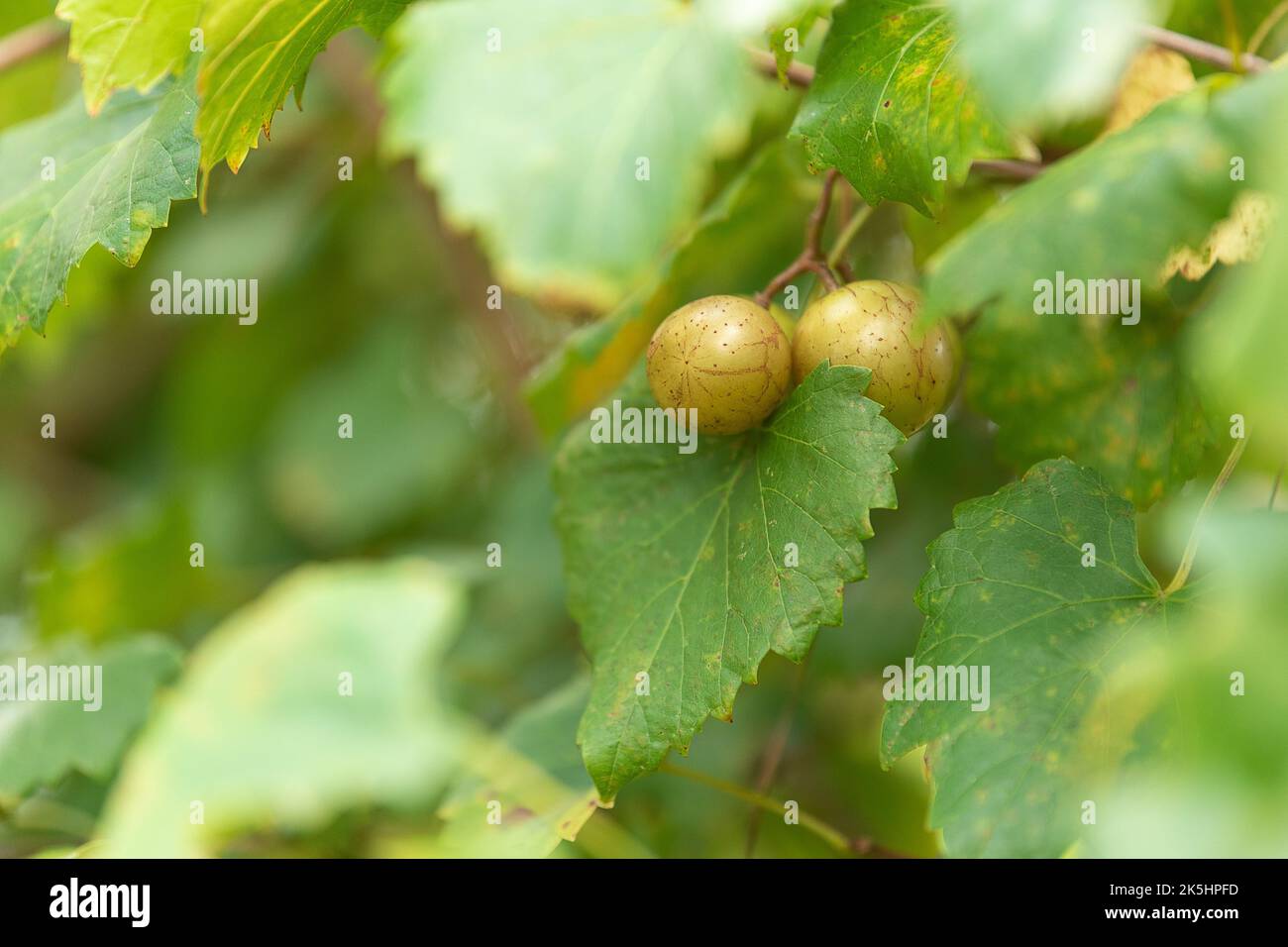 Scuppernong Grapes, On the Vine, Bronze, Southern Stock Photo - Alamy