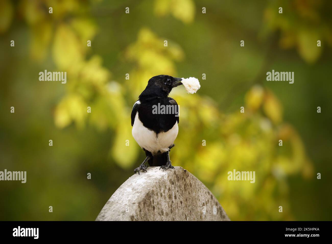 The Eurasian magpie or common magpie (Pica pica) eating bread Stock ...