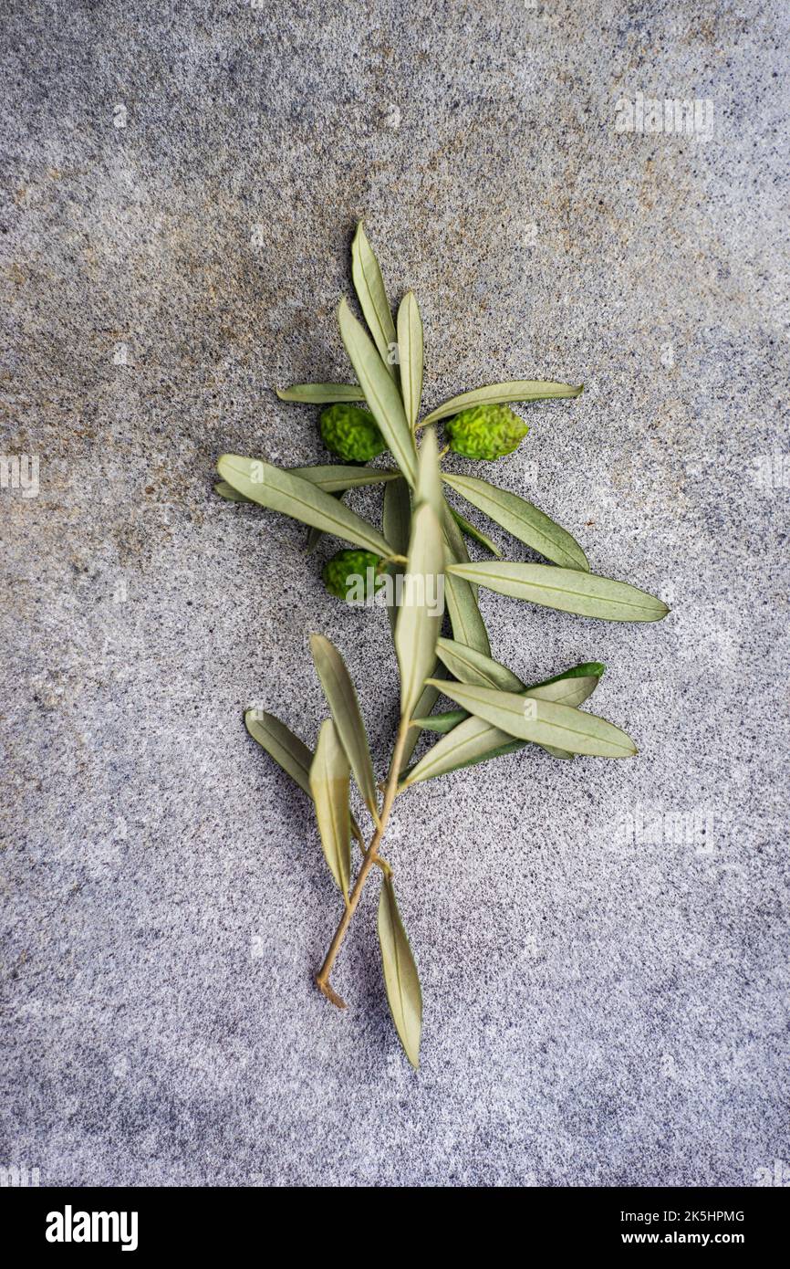 Overhead view of an olive branch with fresh olives Stock Photo - Alamy