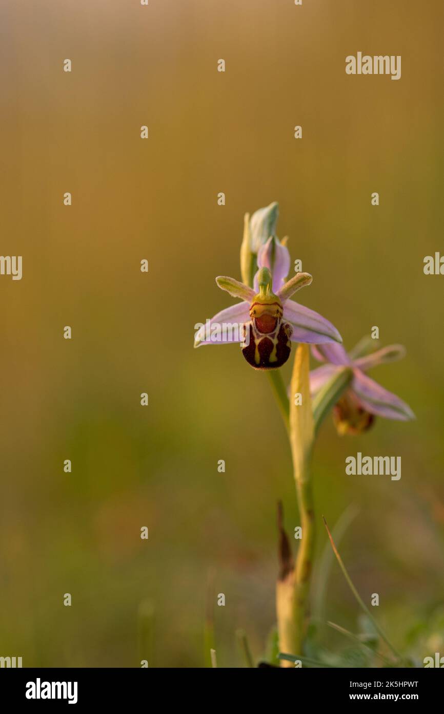 Bee Orchid,Ophrys apifera, Rodbrough Common Stock Photo - Alamy