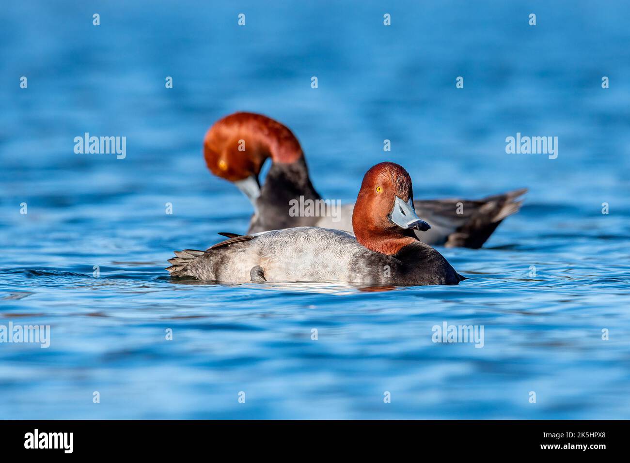 A Couple of Redhead Ducks Swimming In A Pond of Blue Water Stock Photo ...