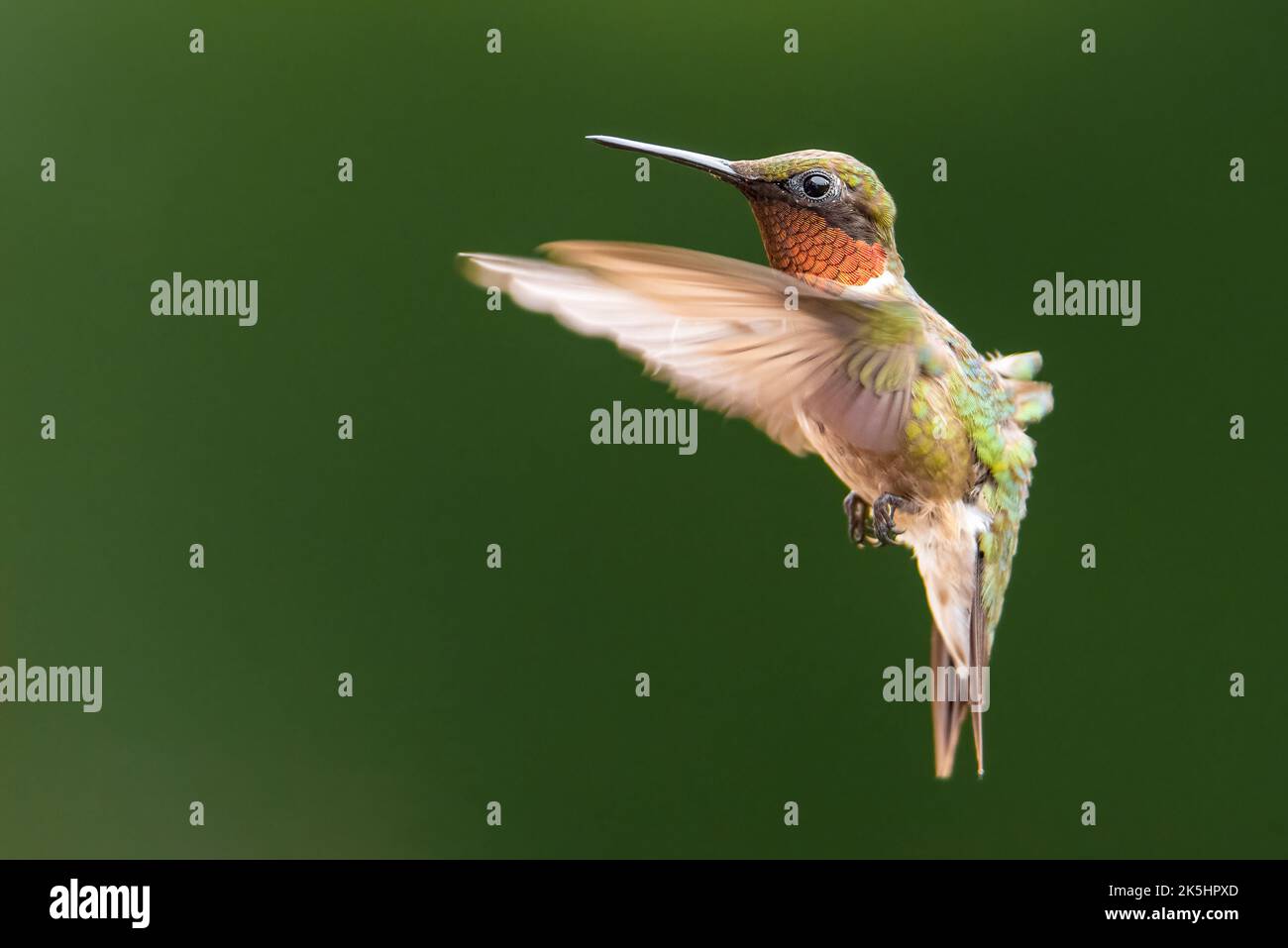 Ruby-throated Hummingbird Hovering, Looking Left, Green Background ...