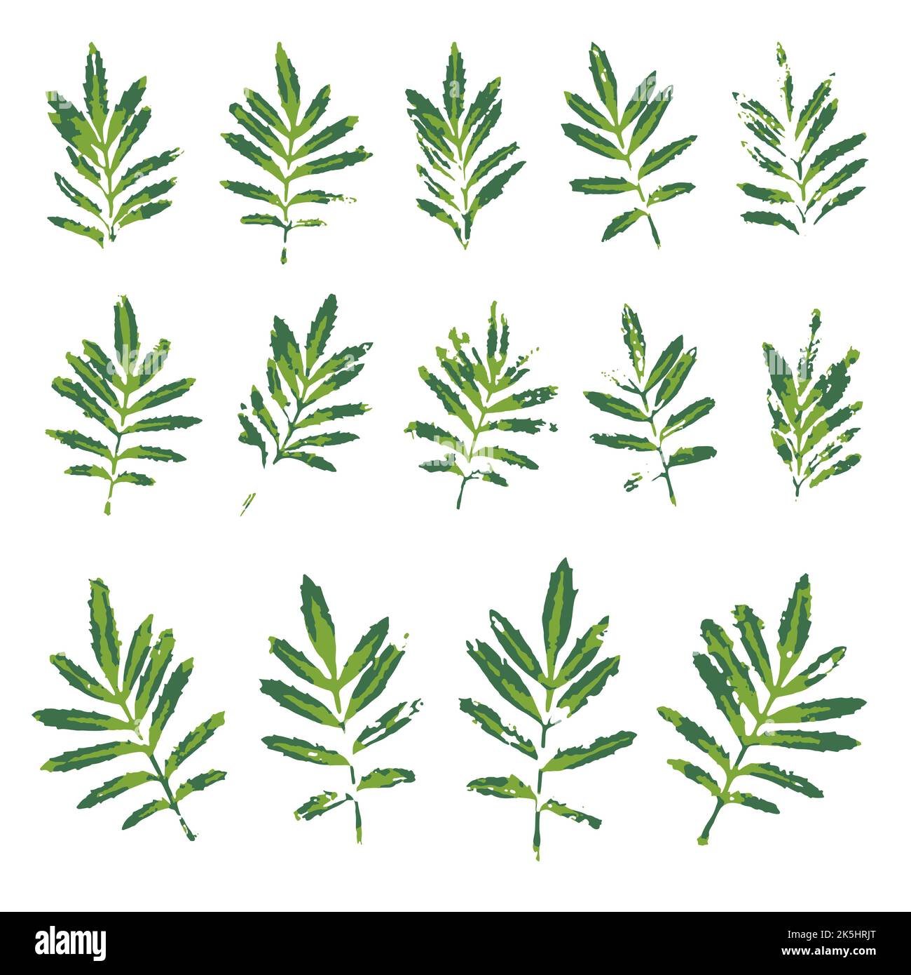Green marigold leaves prints isolated on white. Stamps of foliage ...