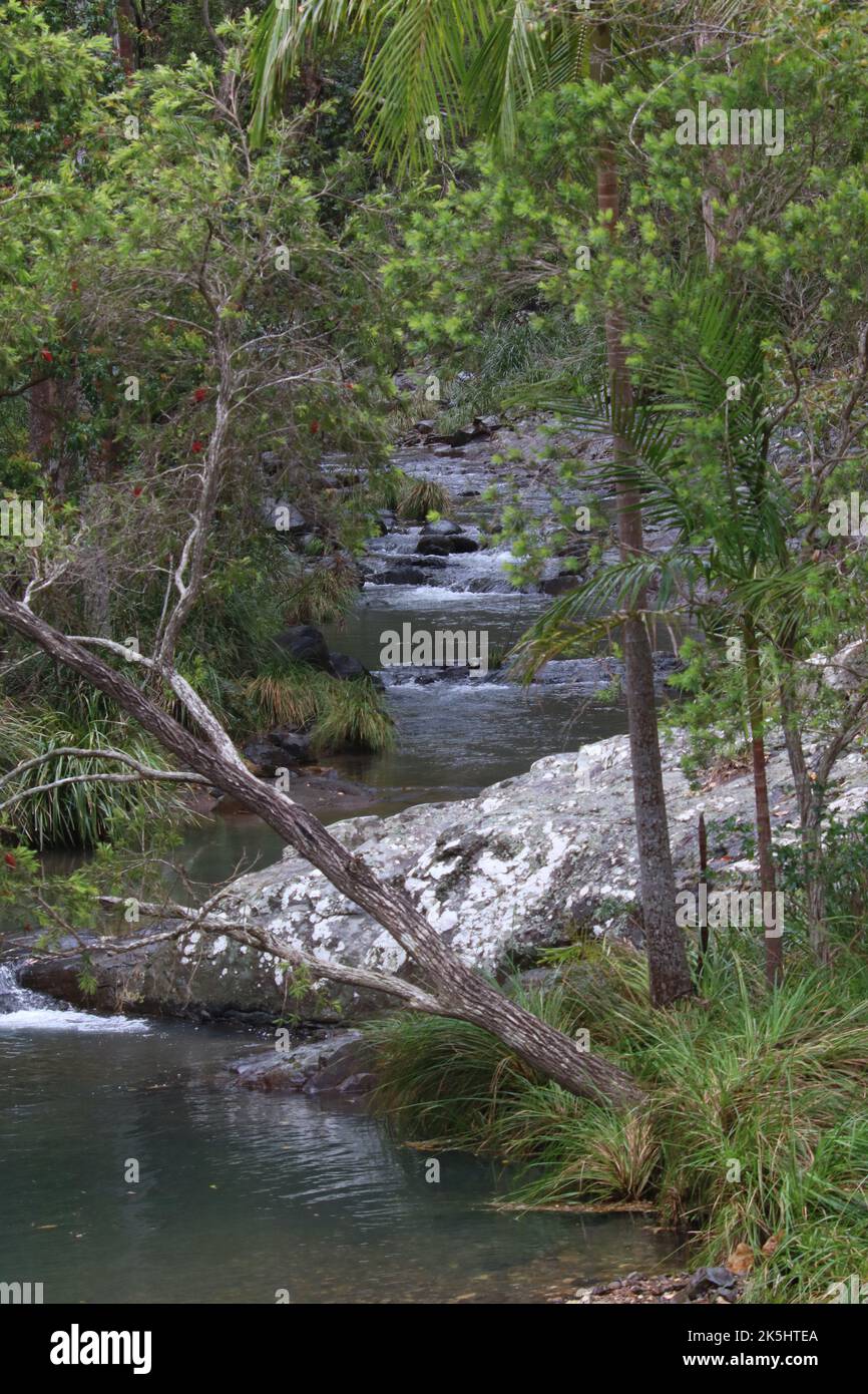 A vertical of a river in the forest Stock Photo - Alamy