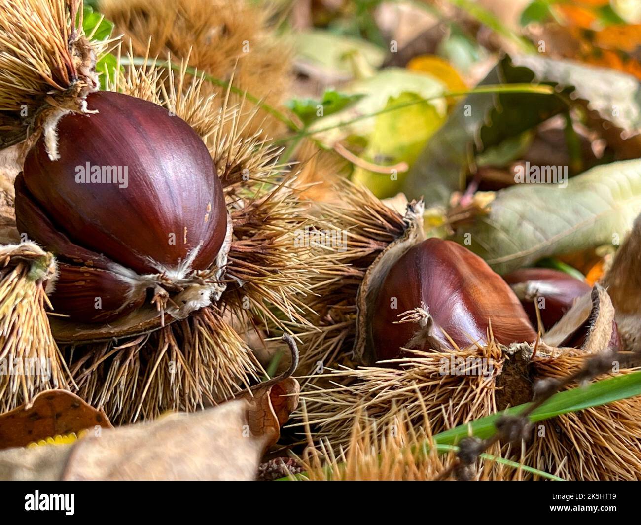 Chestnut fruits fall on the ground in their protective spiny shells ...