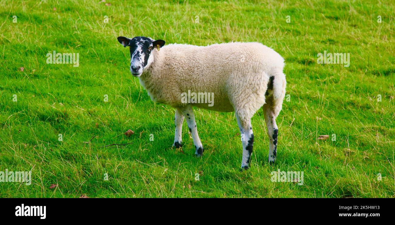 A handsome looking sheep in the British countryside Stock Photo - Alamy