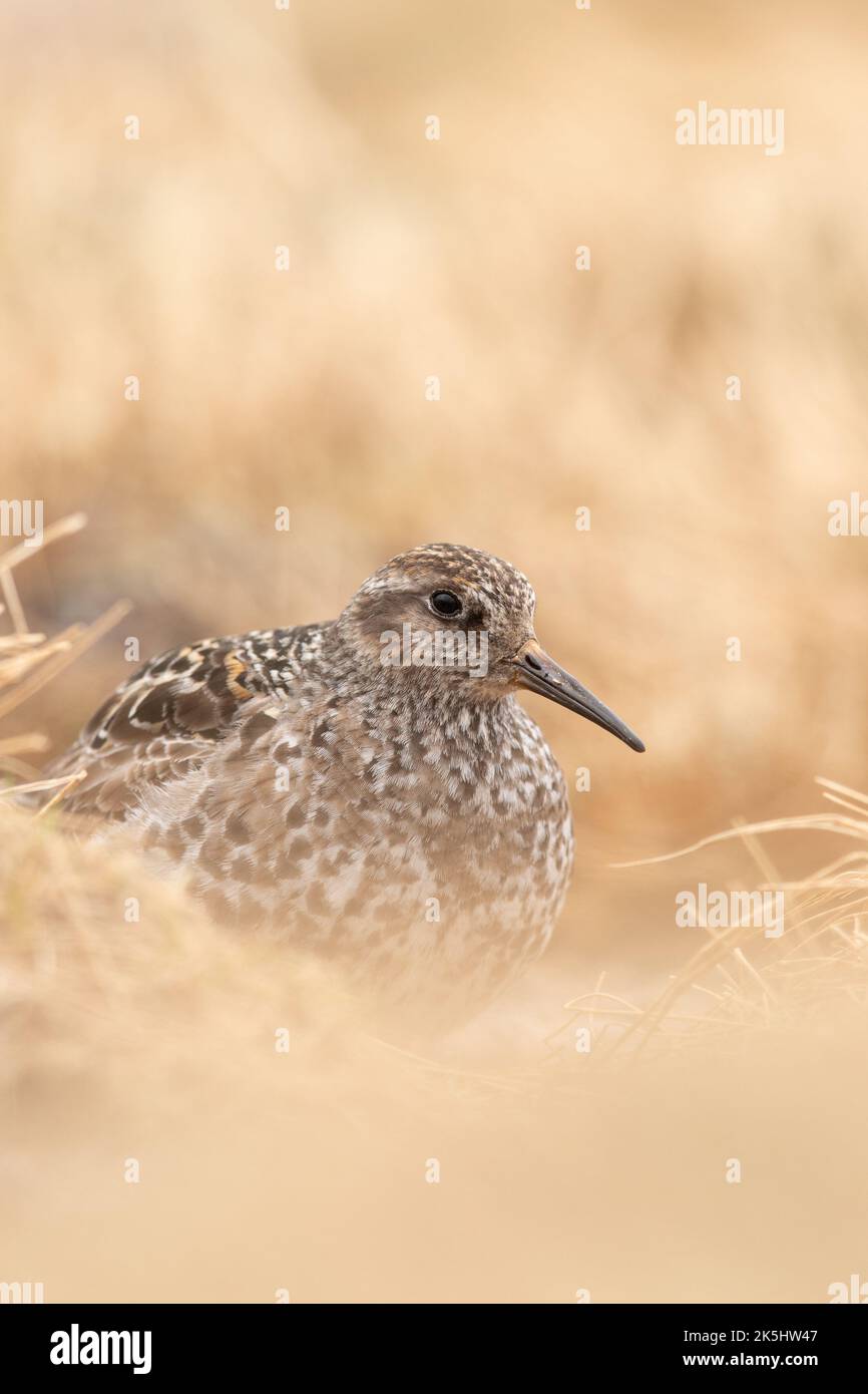 Purple Sandpiper in breeding habitat, Cairngorm Mountains, Scotland ...