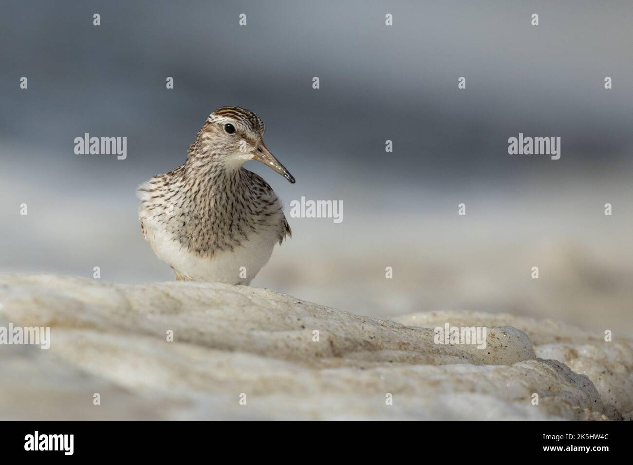 Pectoral Sandpiper, Calidris Melanotos, Cheddar Reservoir Stock Photo ...