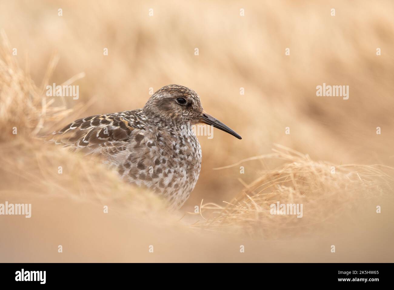 Purple Sandpiper in breeding habitat, Cairngorm Mountains, Scotland ...