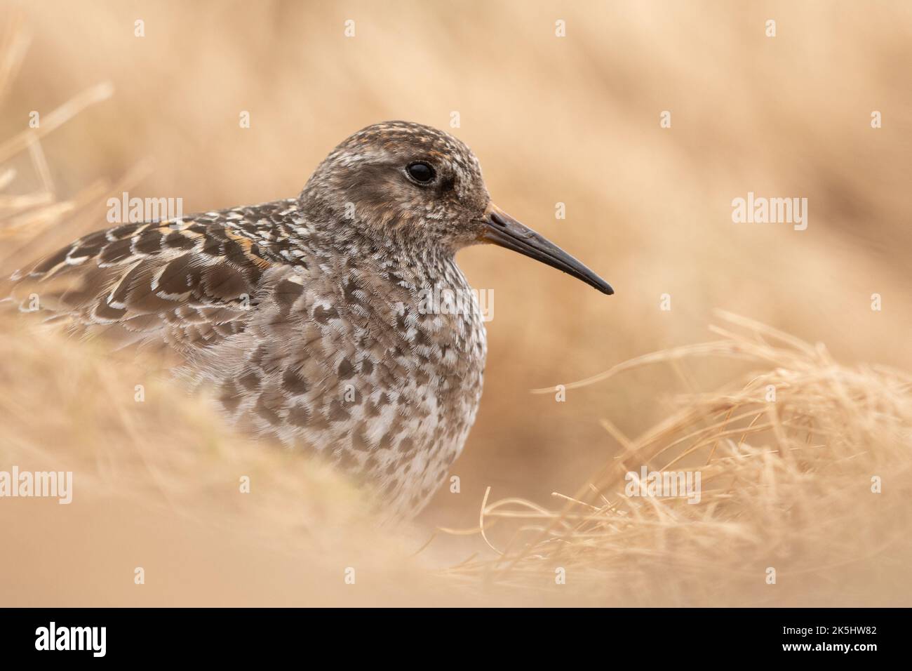 Purple Sandpiper in breeding habitat, Cairngorm Mountains, Scotland ...