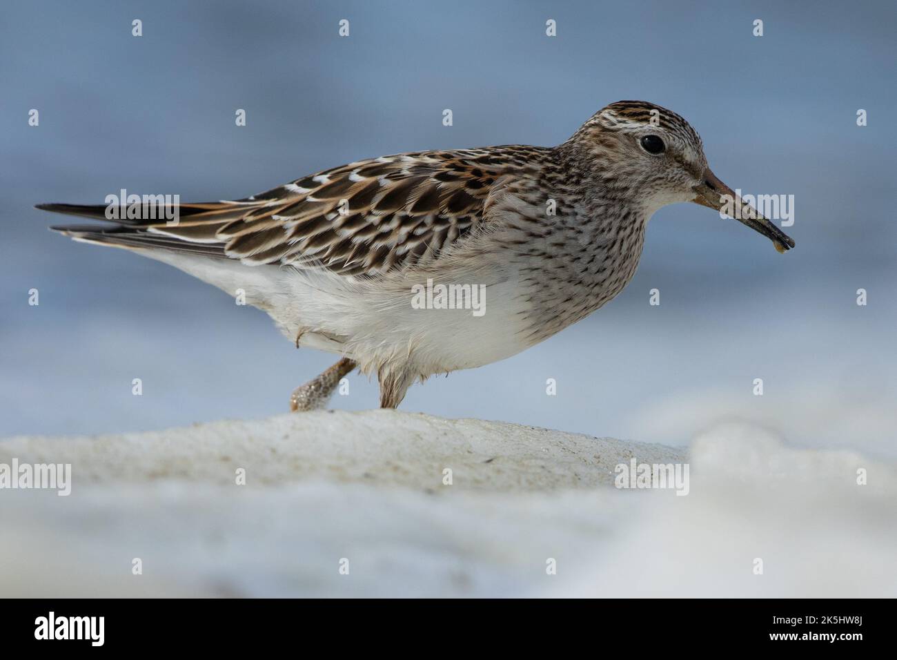 Pectoral Sandpiper, Calidris Melanotos, Cheddar Reservoir Stock Photo ...