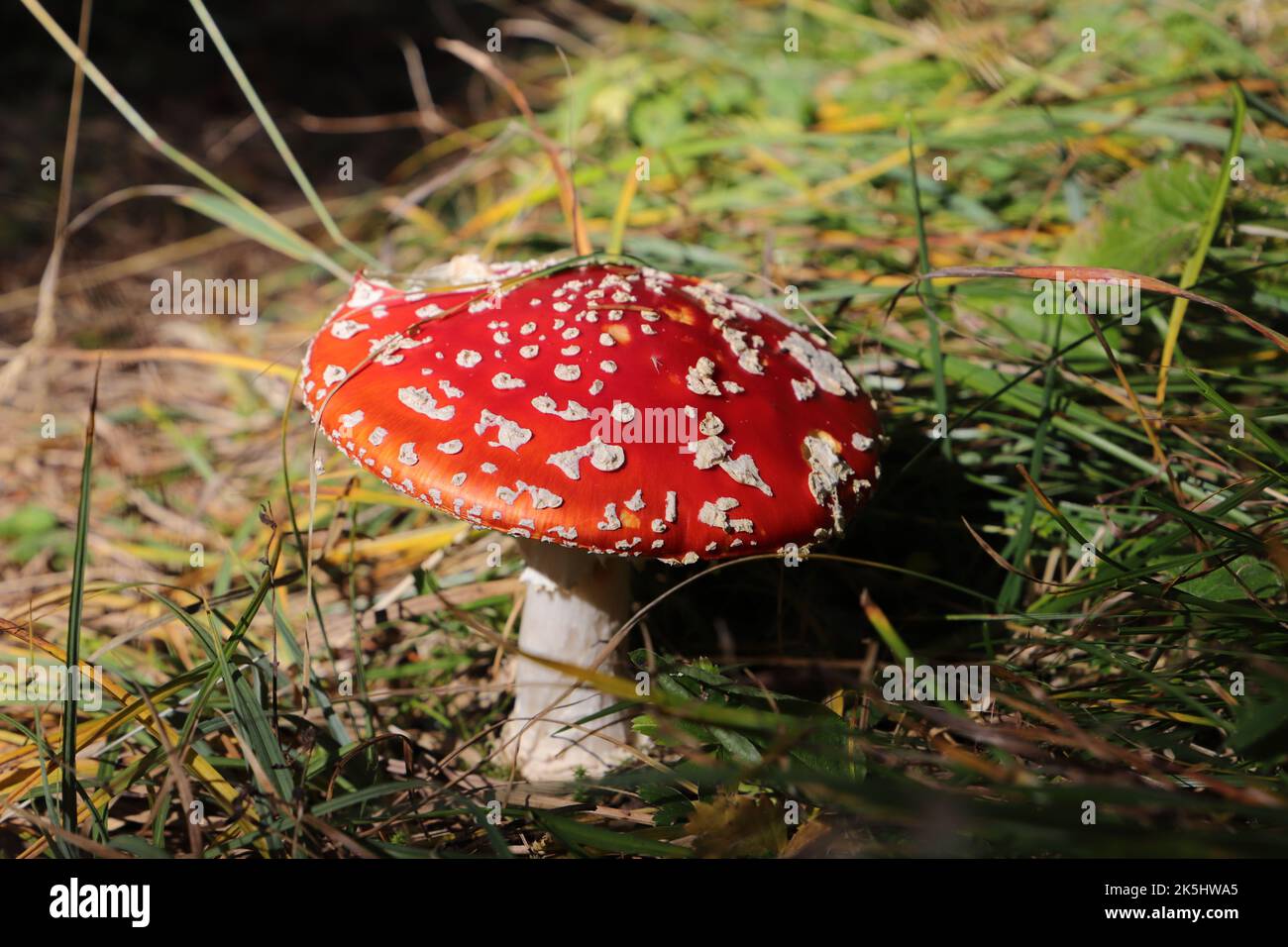 a red toadstool in the forest Stock Photo - Alamy