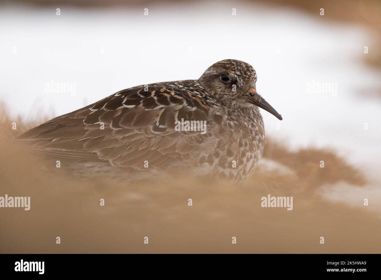 Scottish breeding birds hi-res stock photography and images - Alamy