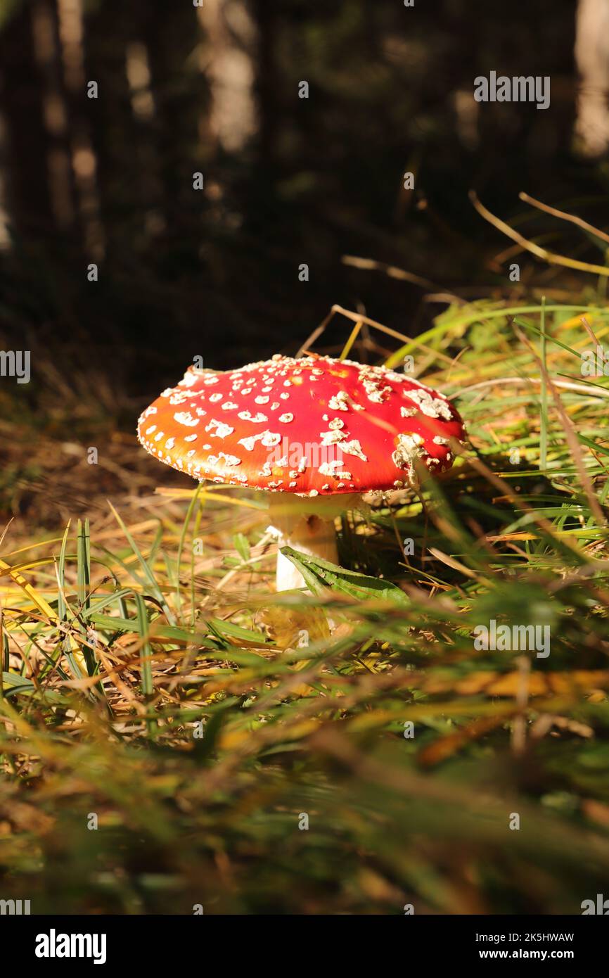 a red toadstool in the forest Stock Photo - Alamy