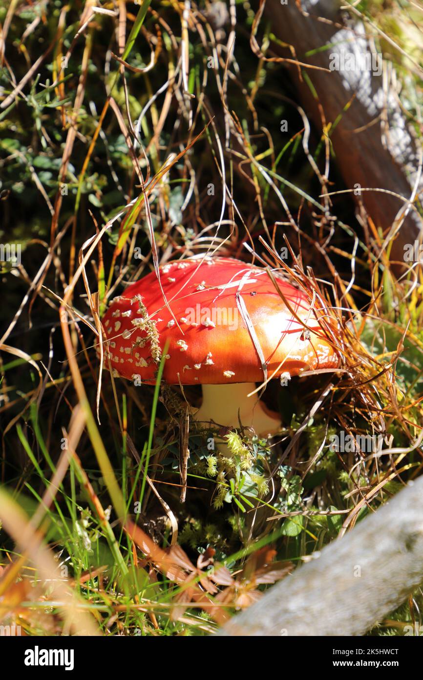 a red toadstool in the forest Stock Photo - Alamy