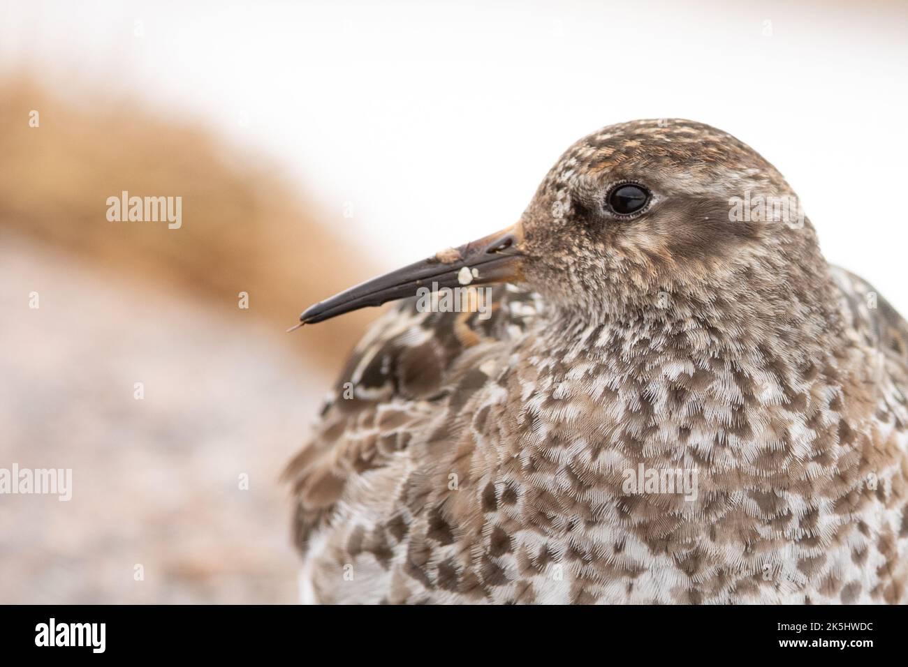 Purple Sandpiper in breeding habitat, Cairngorm Mountains, Scotland ...