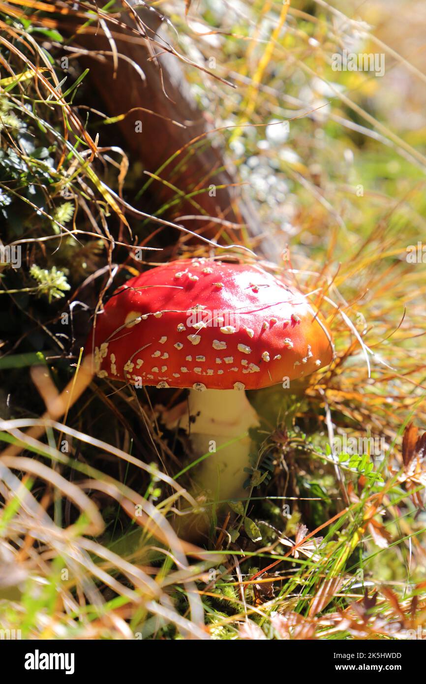 a red toadstool in the forest Stock Photo - Alamy
