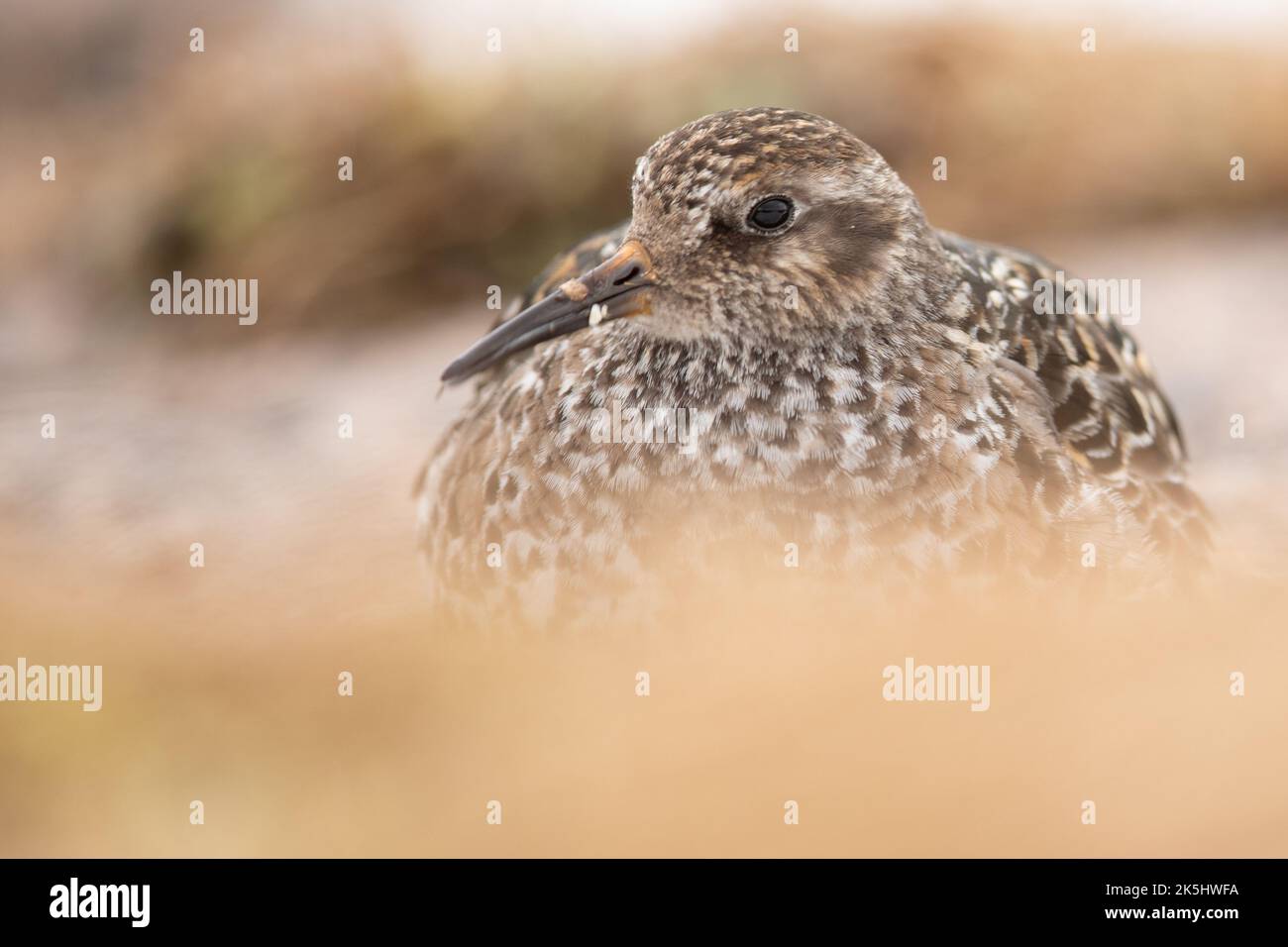 Purple Sandpiper in breeding habitat, Cairngorm Mountains, Scotland ...