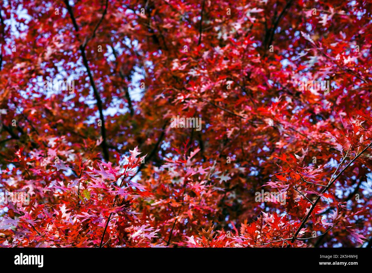 Beautiful autumn forest red oak tree with red and orange leaves during ...