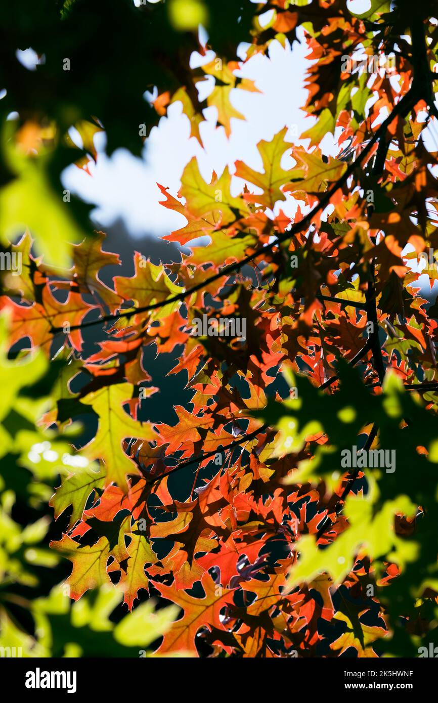Beautiful autumn forest red oak tree with orange and green leaves ...