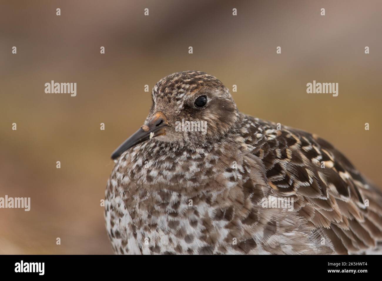 Purple Sandpiper in breeding habitat, Cairngorm Mountains, Scotland ...
