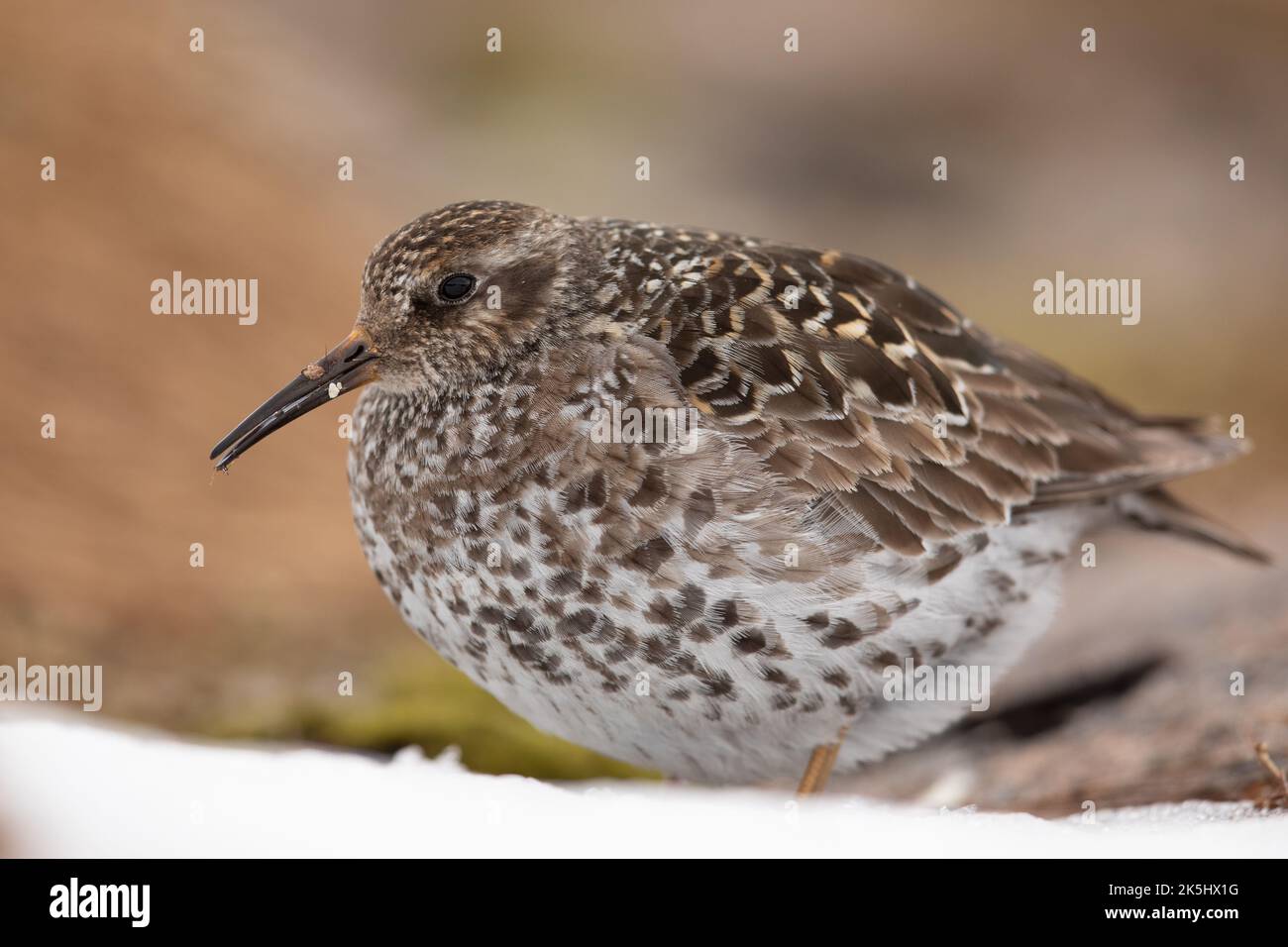 Purple Sandpiper in breeding habitat, Cairngorm Mountains, Scotland ...