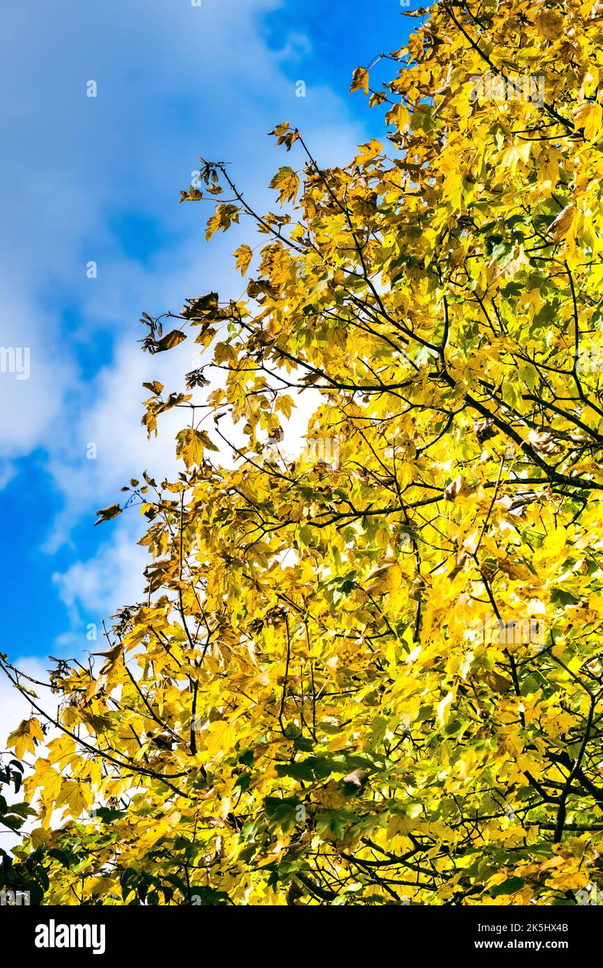 Beautiful autumn forest maple tree with yellow leaves with blue sky ...