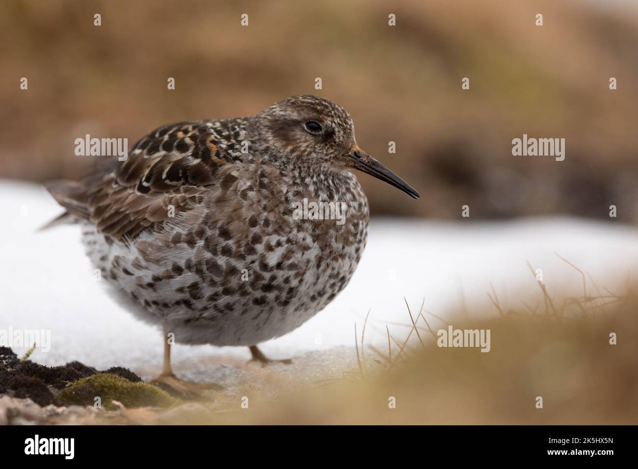 Purple Sandpiper in breeding habitat, Cairngorm Mountains, Scotland ...
