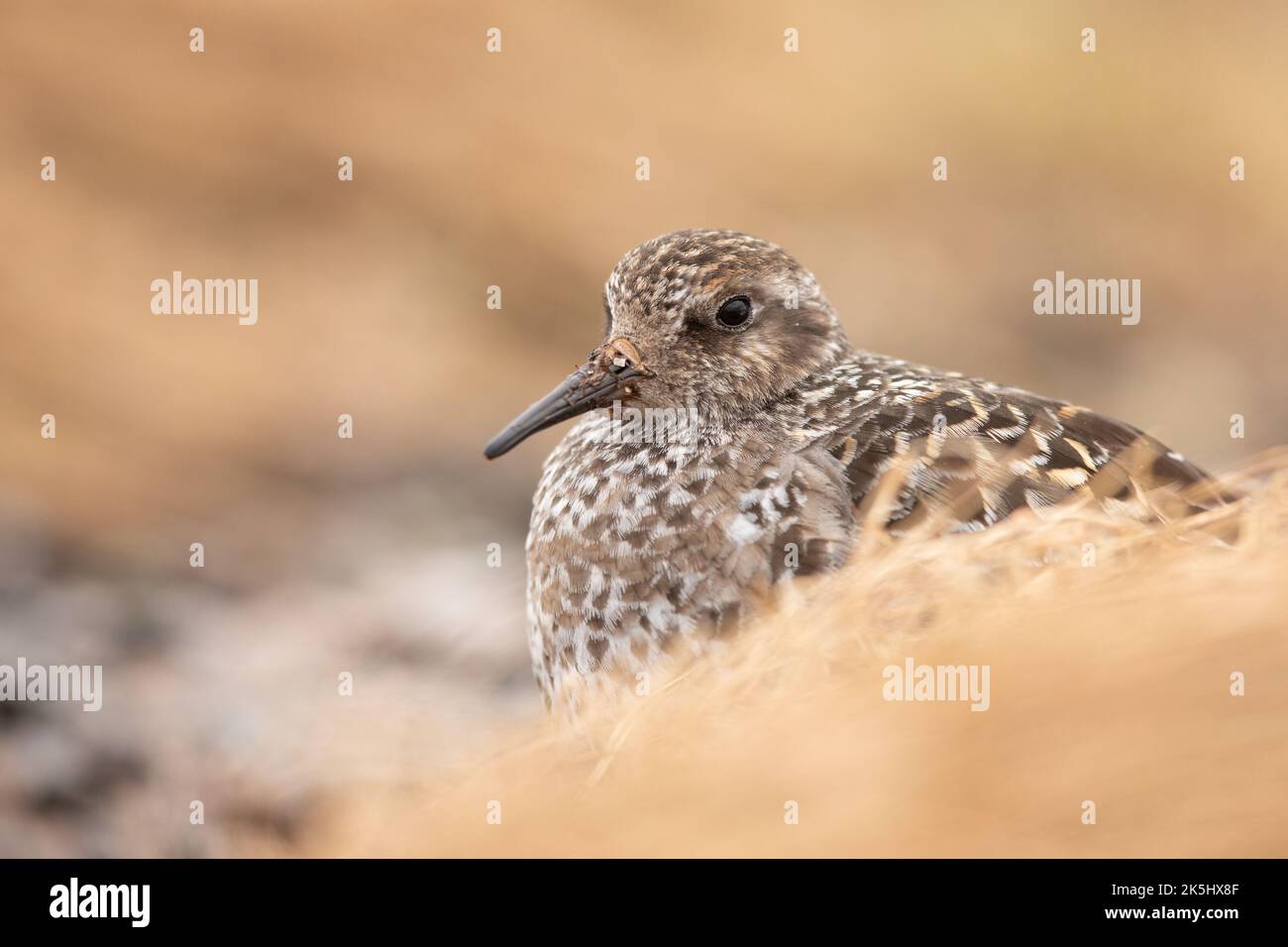 Purple Sandpiper in breeding habitat, Cairngorm Mountains, Scotland ...