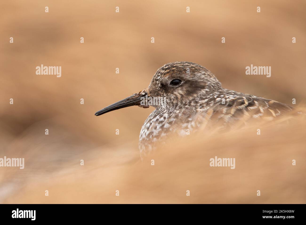 Purple Sandpiper in breeding habitat, Cairngorm Mountains, Scotland ...