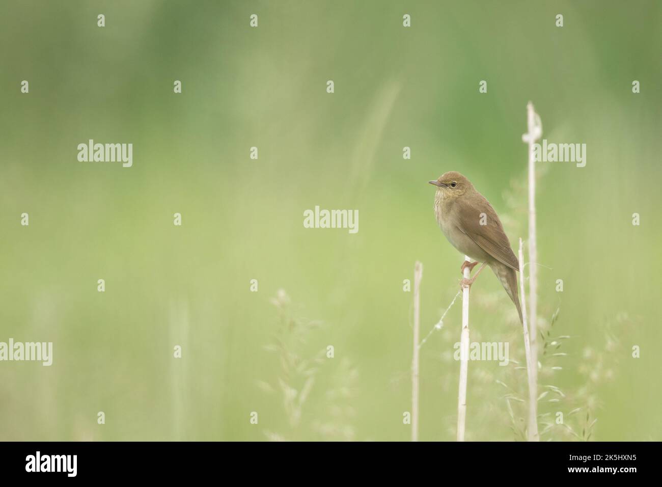 River Warbler, Locustella fluviatilis, RSPB Ham Wall Stock Photo - Alamy