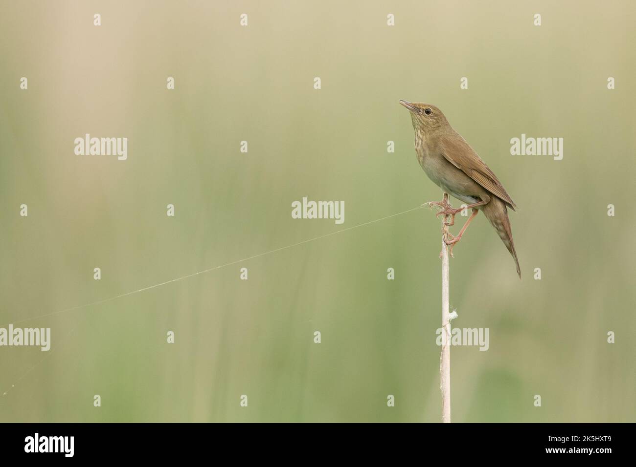 River Warbler, Locustella fluviatilis, RSPB Ham Wall Stock Photo - Alamy