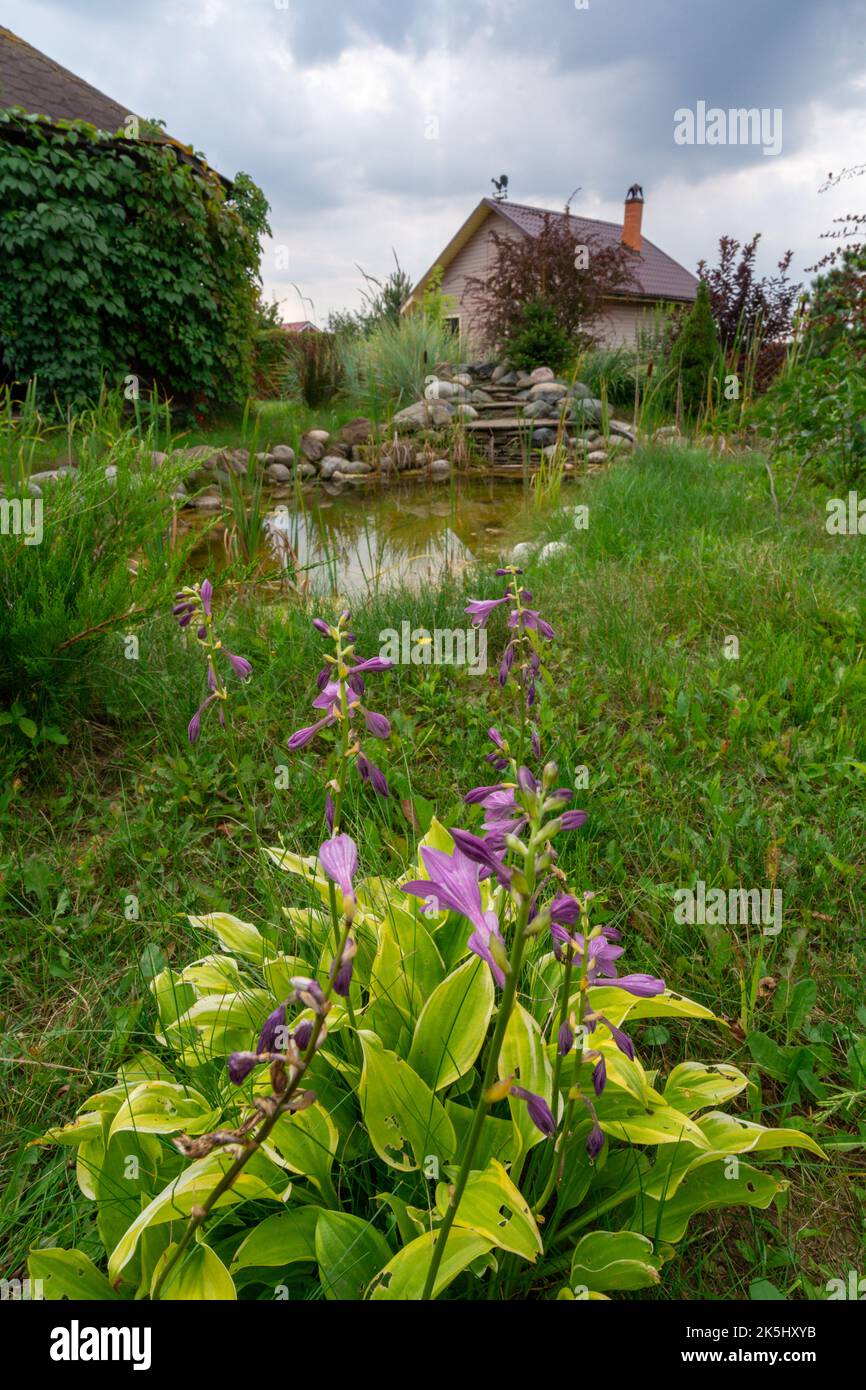 Summer in the country. Plants and flowers in the garden of a country ...