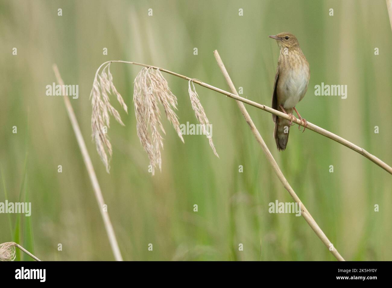 River Warbler, Locustella fluviatilis, RSPB Ham Wall Stock Photo - Alamy