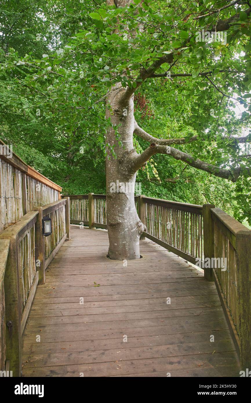 Hanging trail in the trees at the Danish Zoo Stock Photo - Alamy