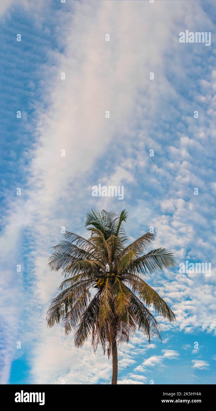 VERTICAL tropical coconut green palm tree sky white clouds background ...