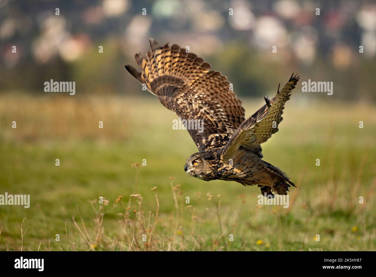 Eurasian Eagle Owl, Bubo bubo, in natural environment.Wildlife scene ...