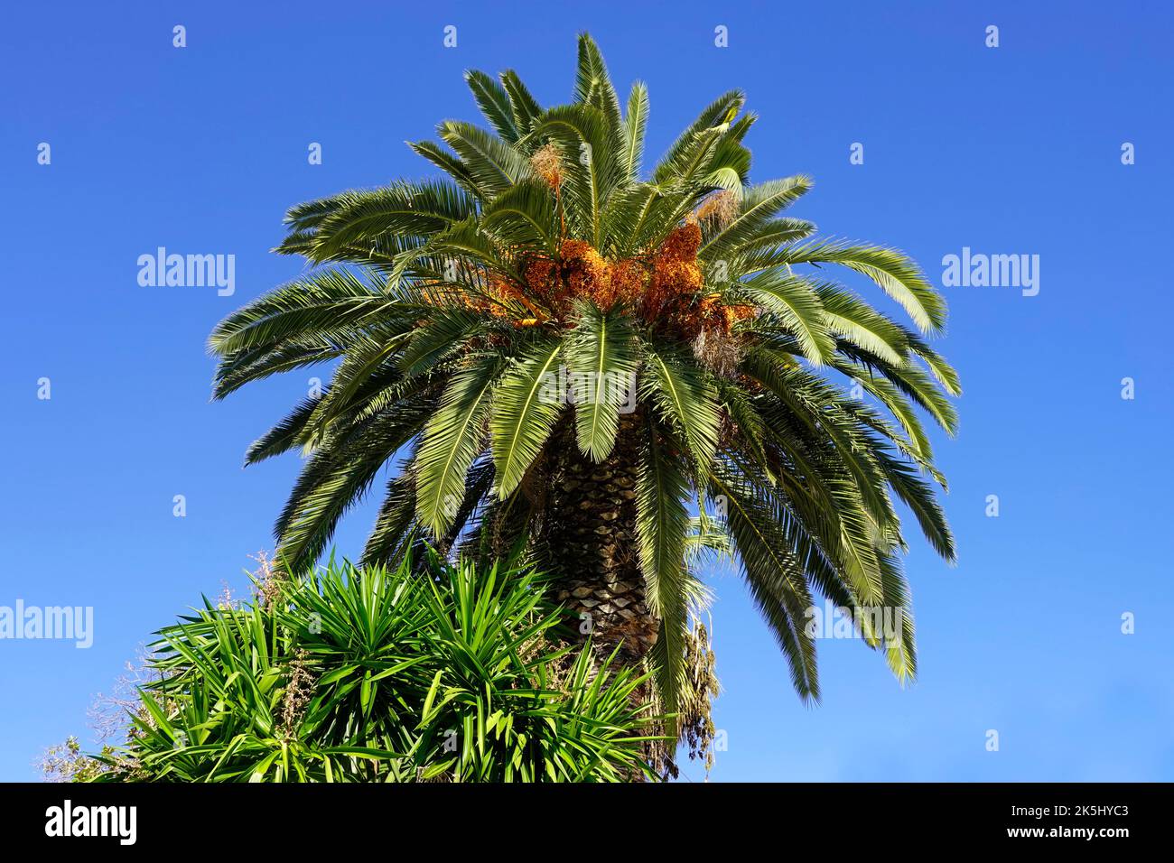 Albanian fruits hi-res stock photography and images - Alamy